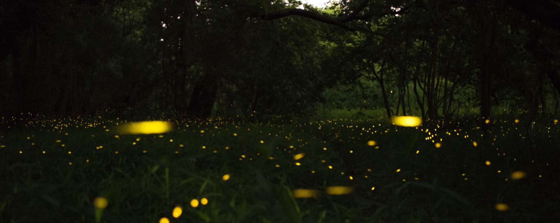 Aesthetic of Fireflies | Эстетика света и тени 2026 | ВКонтакте
